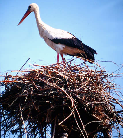 JU Zeleni prsten Zagrebačke županije » 24. kolovoza – DAN ZAŠTITE RODA